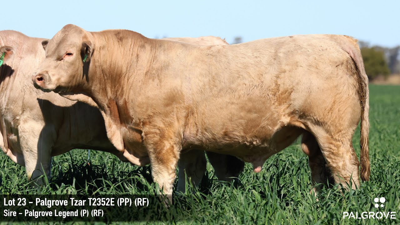 Lot 23 Palgrove Tzar T2352E (PP) R/F - YouTube