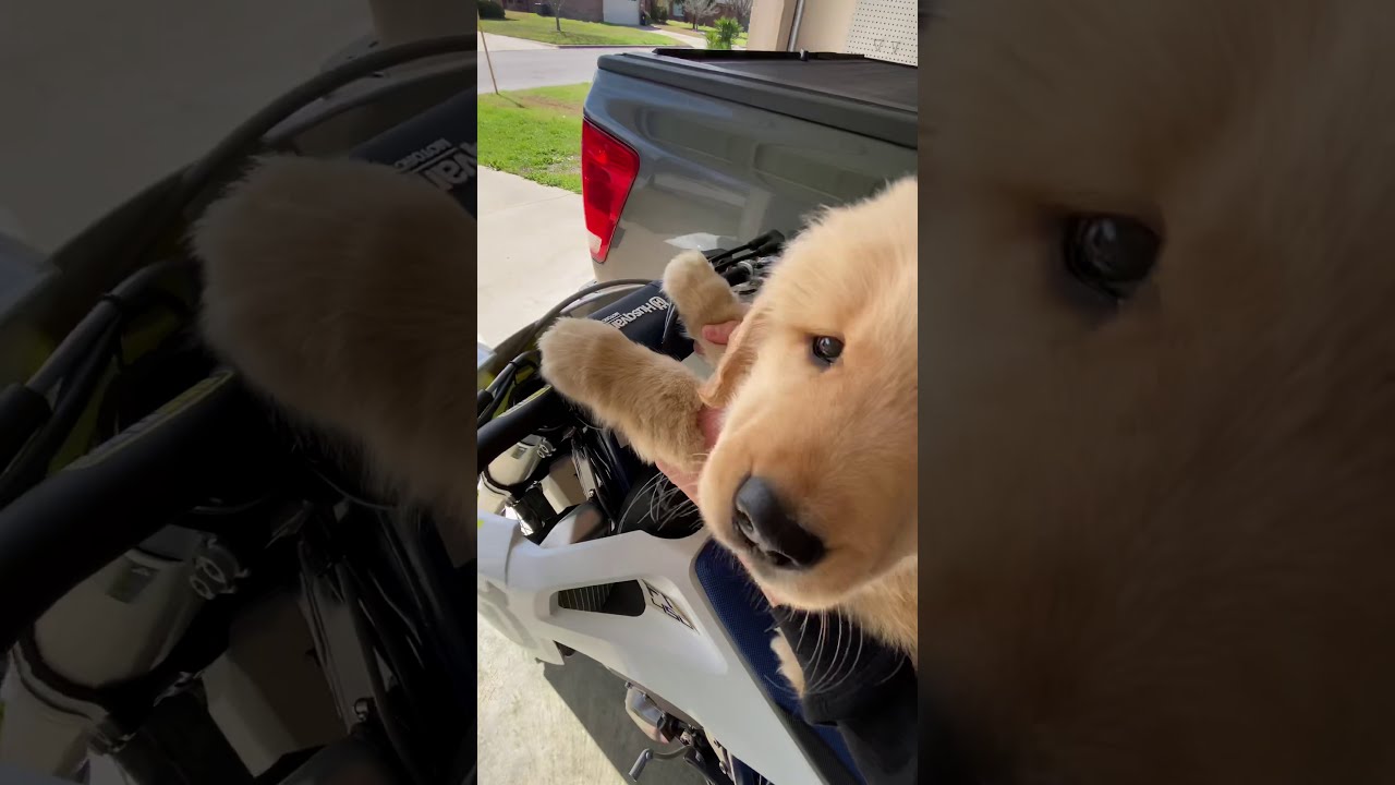 Golden Retriever Riding Dirtbike - YouTube