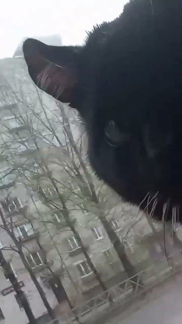 В автобусе с Масиком ) #кот #животные #поездка #домашниепитомцы # ...