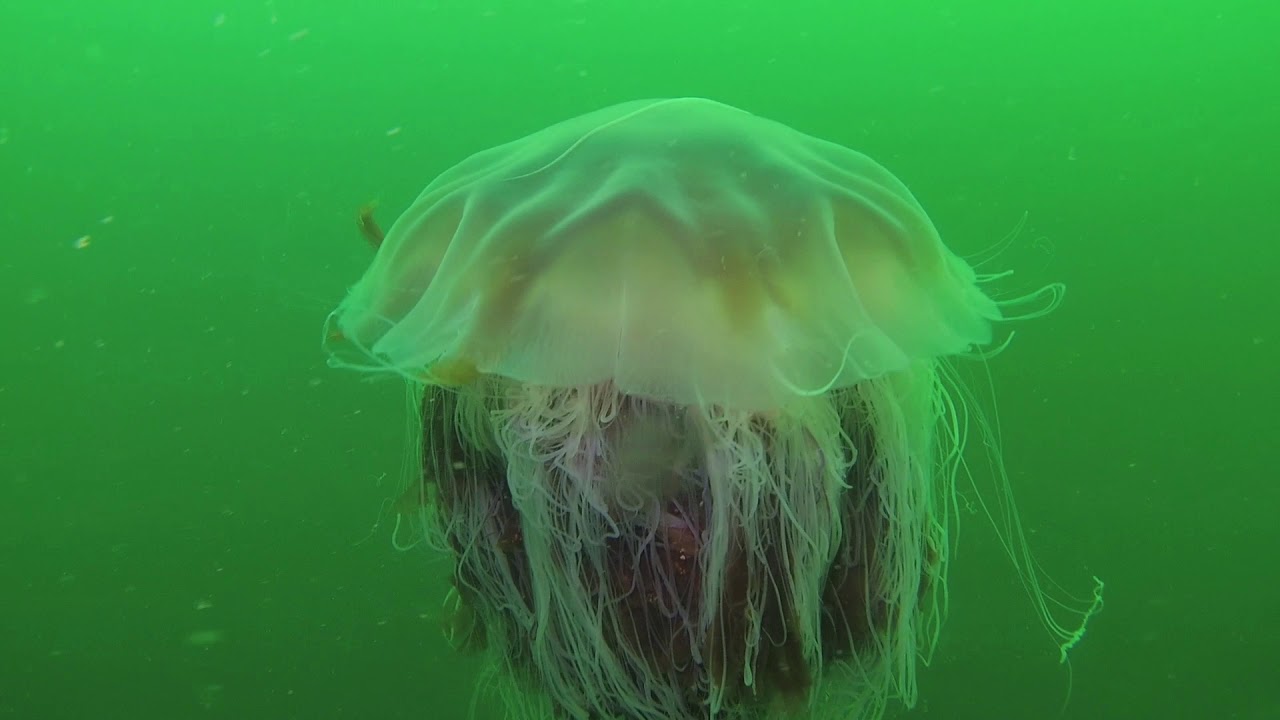 Cyanea capillata - YouTube