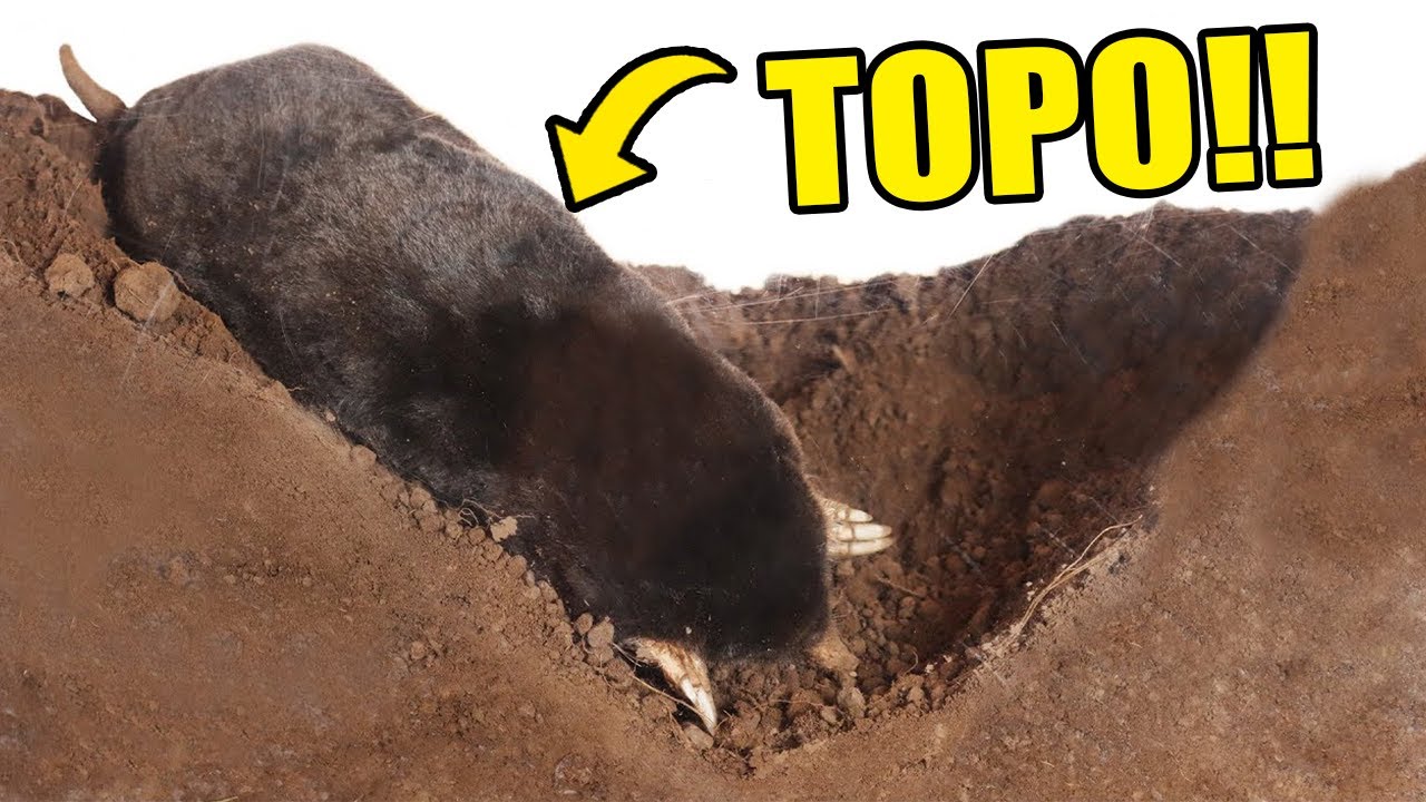 UN TOPO CAVANDO - YouTube