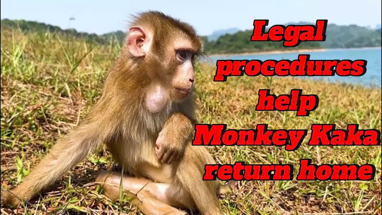 NEW UPDATE, KAKA THE MONKEY WILL BE RETURNED TO HIS FAMILY IF THE ...