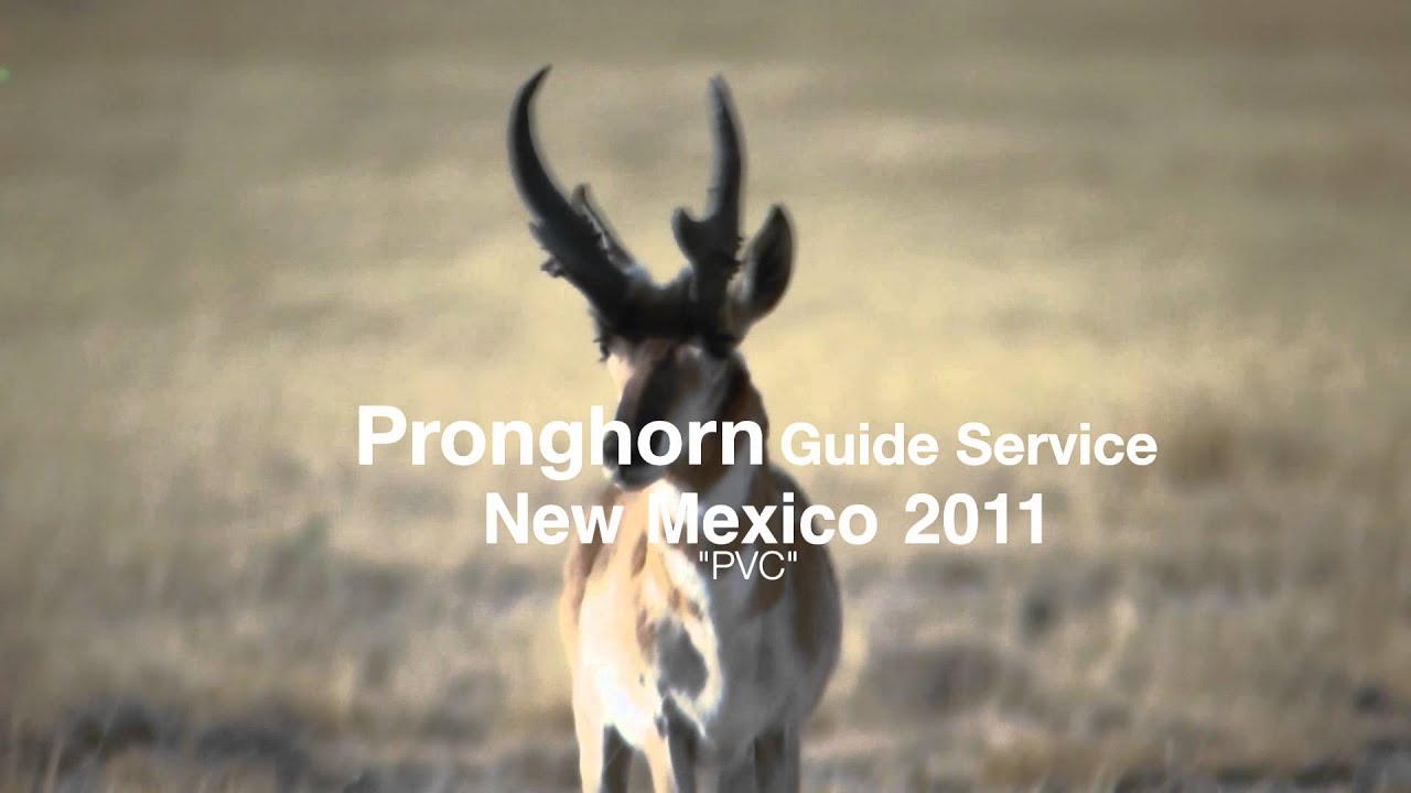 Giant New Mexico Pronghorn Antelope! - YouTube