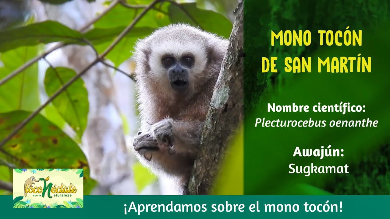 ¡Aprendamos sobre el mono tocón! - YouTube