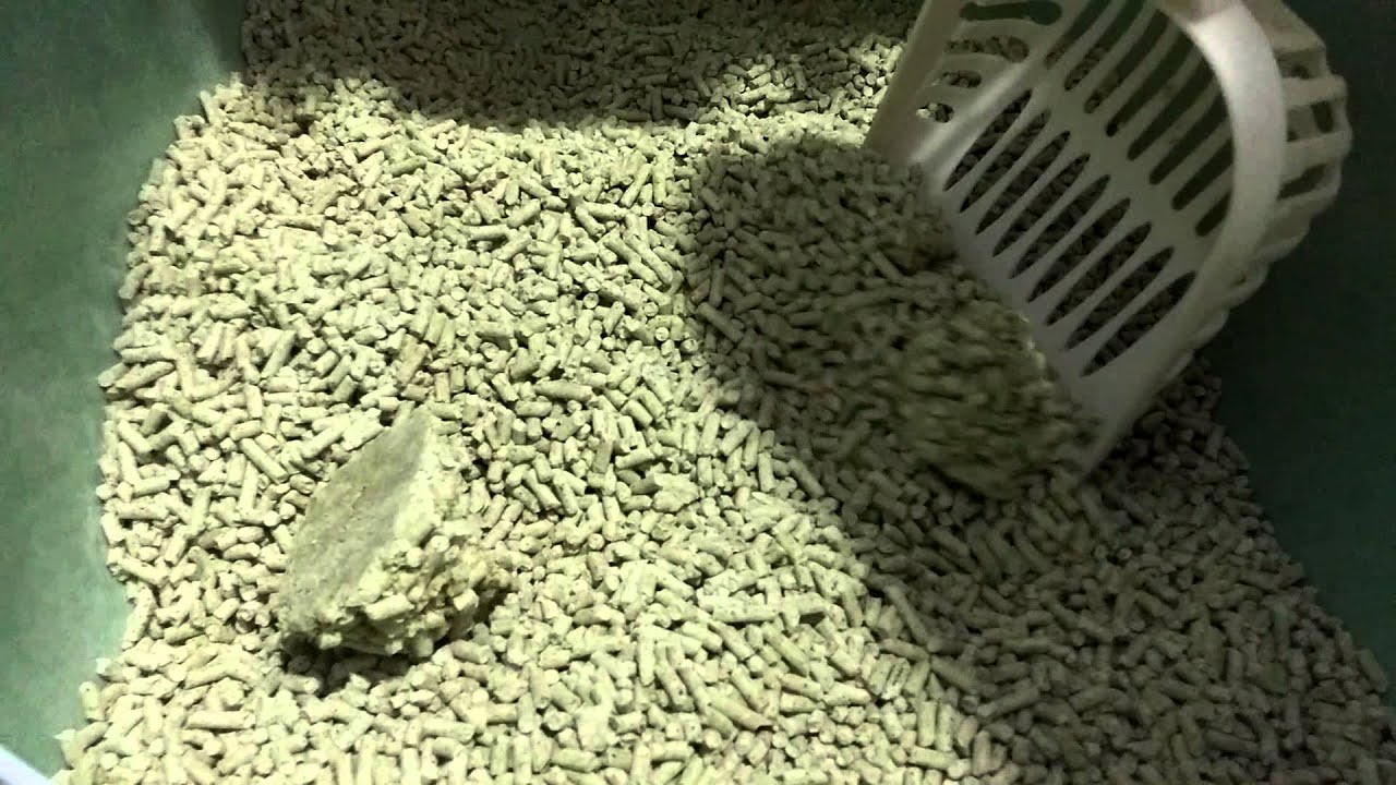 Seedo Natural Corn litter with Green Tea - YouTube