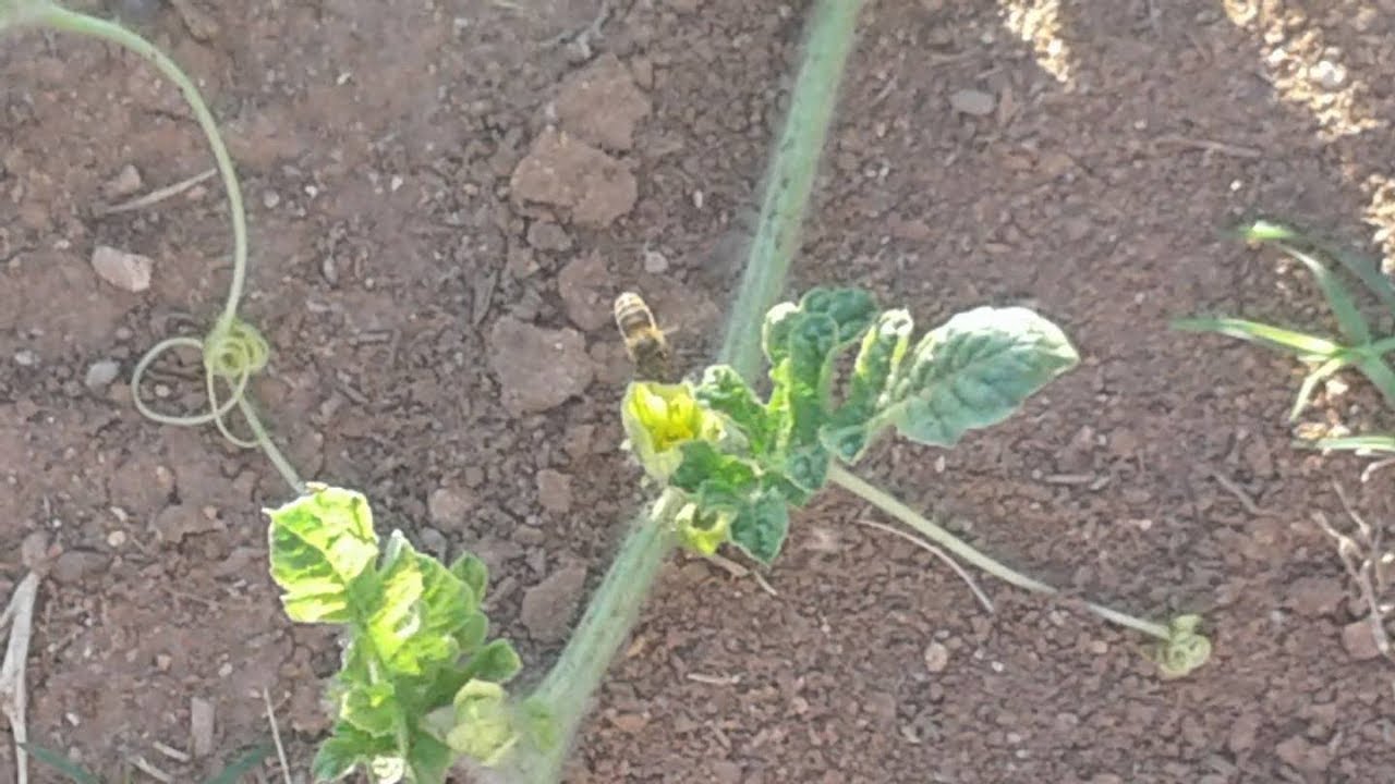 Abejas Amigas de mi Huerto en Casa! - SinPretextos. - YouTube