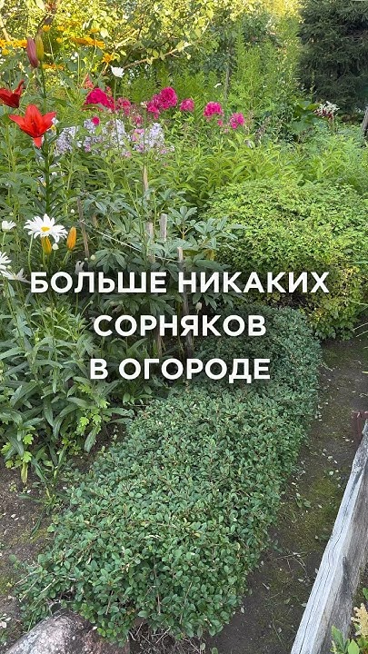 Никаких сорняков в огороде - YouTube