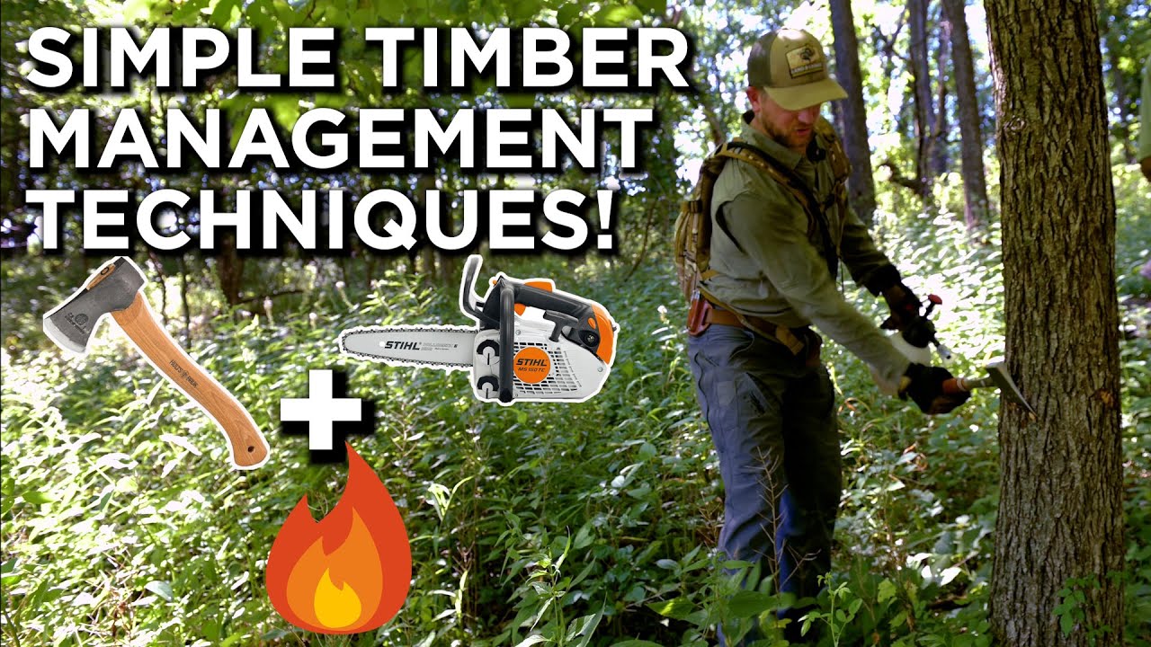 Simple Techniques To Help Manage Your Timber Stands - YouTube