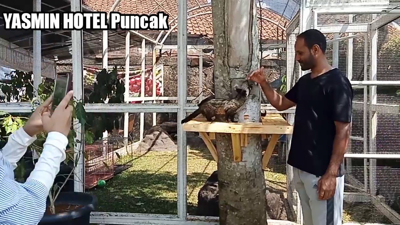 حديقة لواك فى فندق ياسمين TAMAN MINI LUWAK INDAH DI YASMIN HOTEL Puncak ...