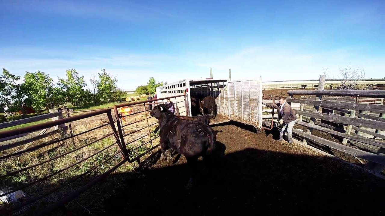 Dads Farm 2016 Chasing cows - YouTube