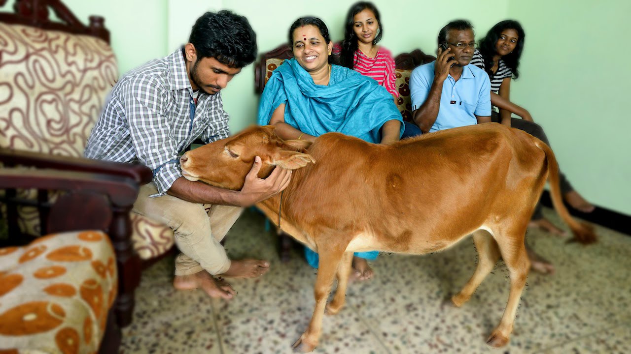 Guinness World Record The World s Shortest Cow YouTube guinness-world-record-the-world-s-shortest-cow-youtube