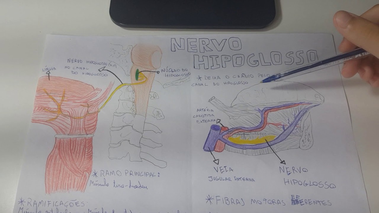 Nervo Hipoglosso - Anatomia Topográfica UNOESC - Campos Novos - YouTube