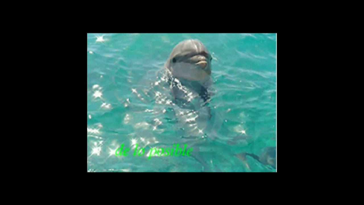 musica relajante la belleza del mar delfines -relaxing music dolphins ...
