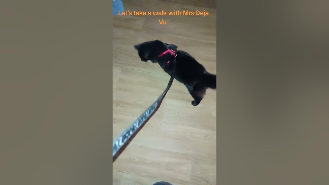 Let's take a walk with everyone's favorite Kitten Shark, Mrs. Deja Vu #sharkworld #kitten # ...