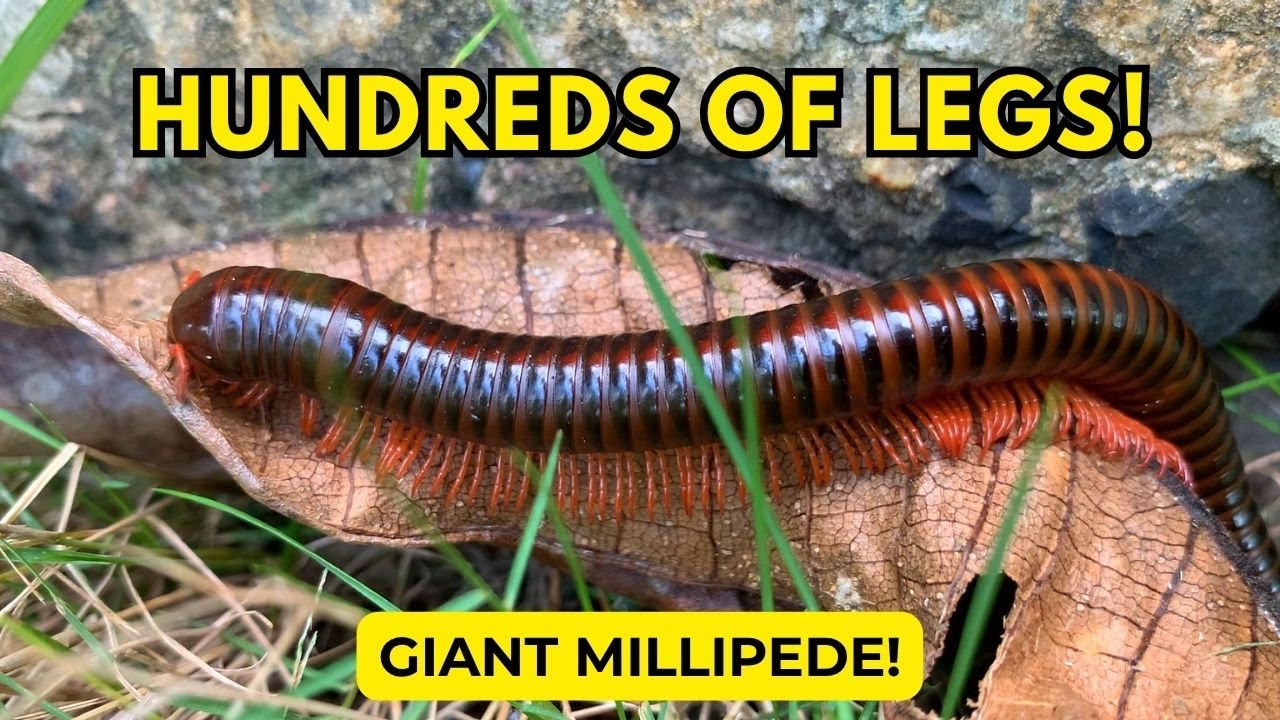 Hundreds Legs of Giant Millipedes Crawling in Sync – Close Up of Their ...