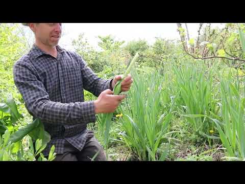 Babington leek - perennial leeks in the forest garden