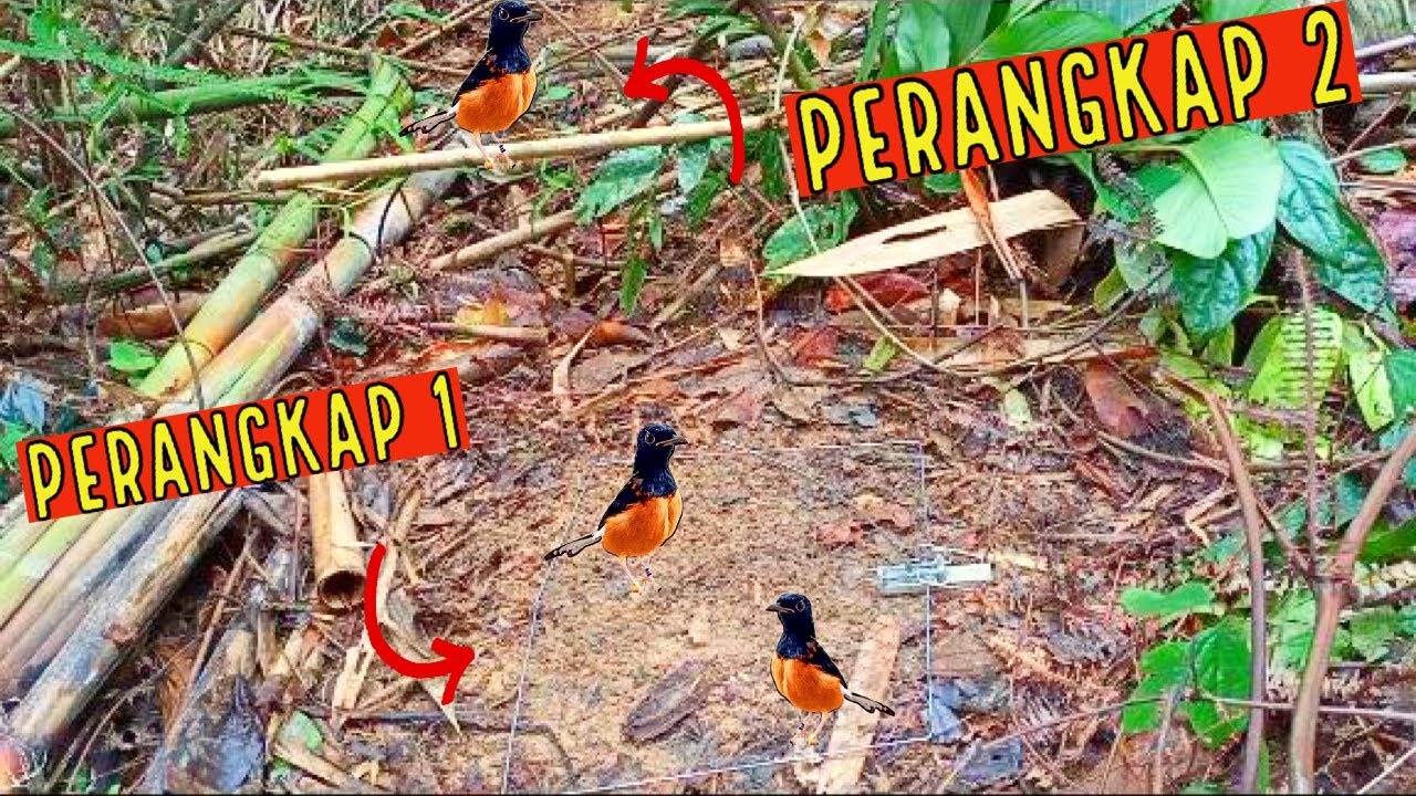 Menangkap Burung Murai Batu Guna Perangkap/Jebak Rama-Rama dan Ulat ...