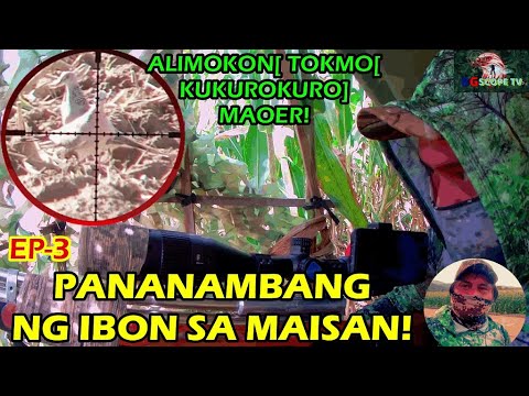 Ep-3 BIRD HUNTING VLOG'S. GRABI GUYS PINAGLARUAN AKO NG TOKMO SA ILALIM ...