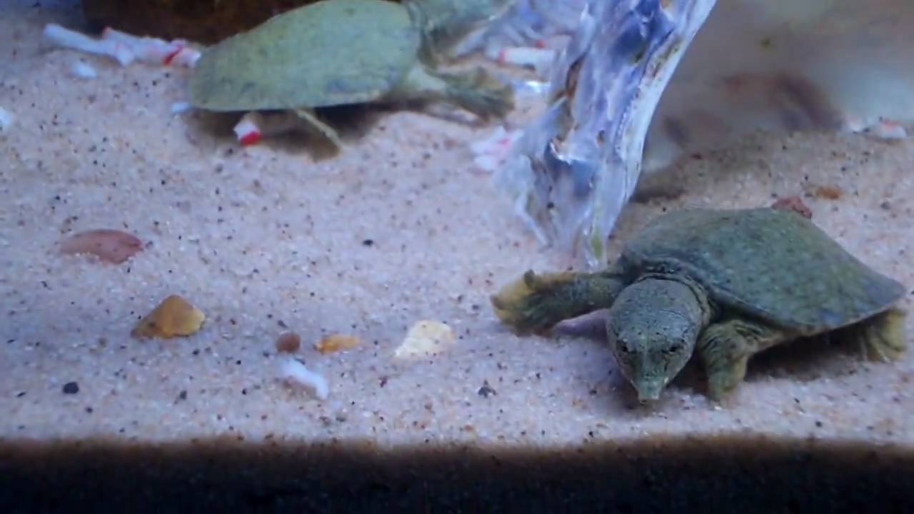 soft shell turtle vs baby lobster - YouTube