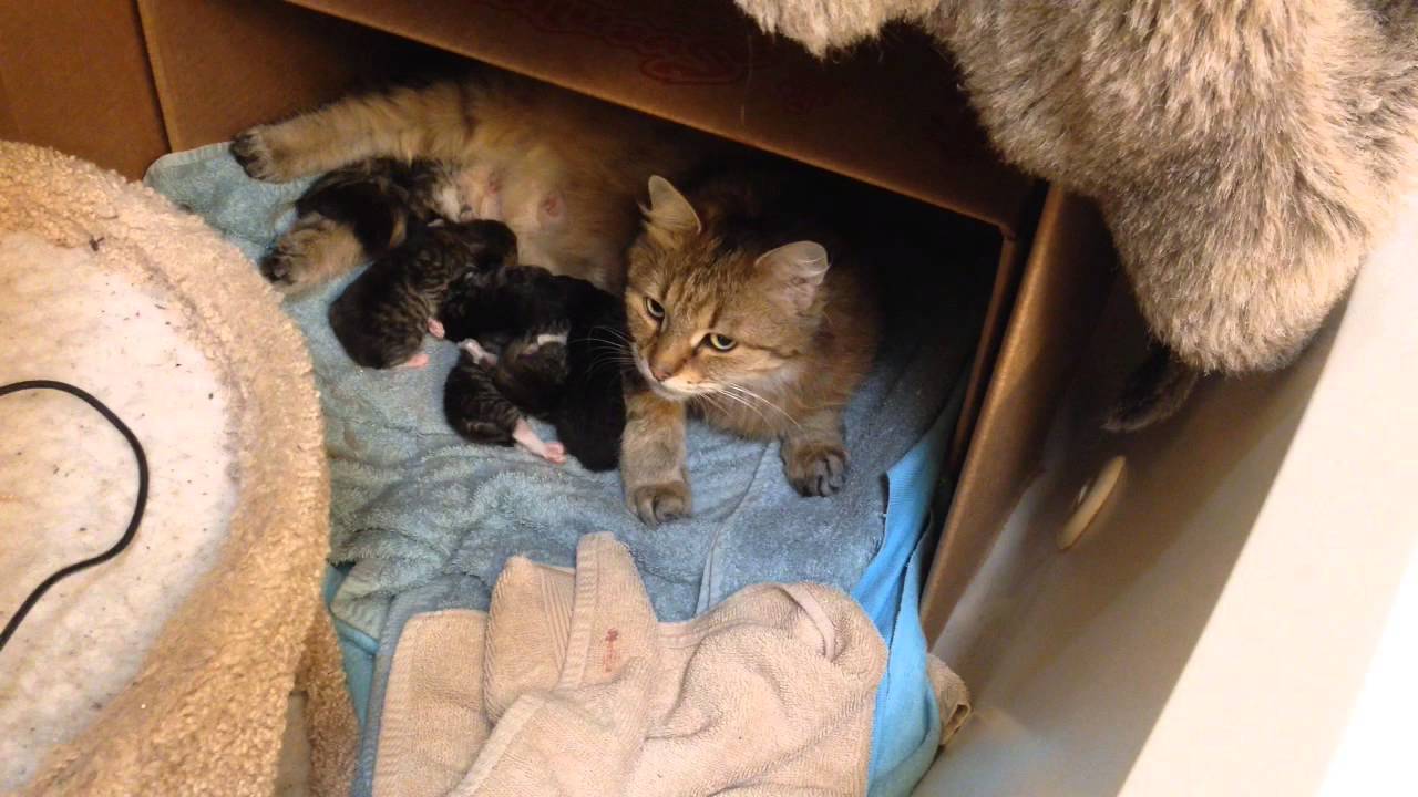 Spellbound Siberian Cats Live Stream - YouTube