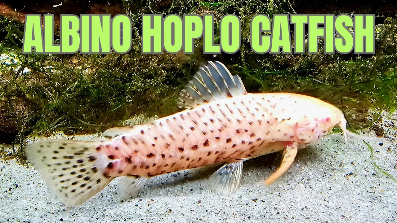 Albino Hoplo Catfish | Species Profile - YouTube