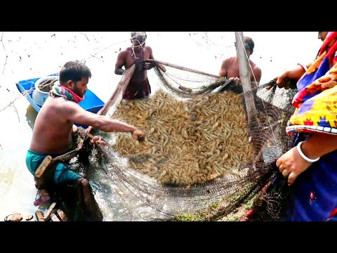Prawns /Shrimps Fish Harvest In Village Fish Farm|| Indian Fish Farming ...