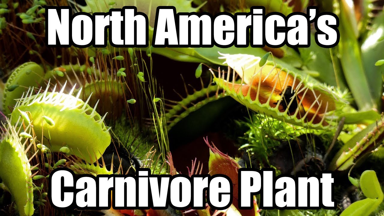 Venus Flytrap Explained: The Predator of the Plant World (Dionaea ...