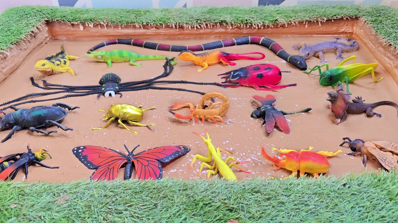 Joining the Little World of Creepy Insects, Cool Reptiles and Crazy ...