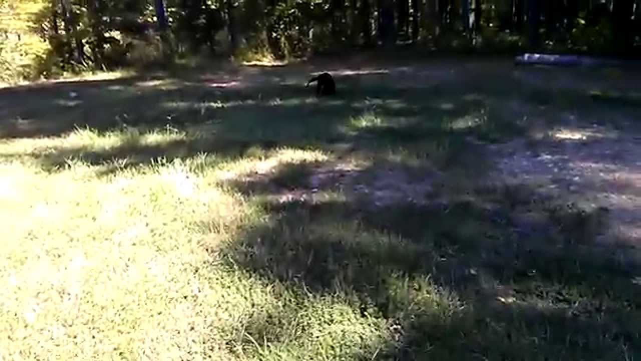 Swamp Stomper's Legend of Wooly Swamp "swamp" - YouTube