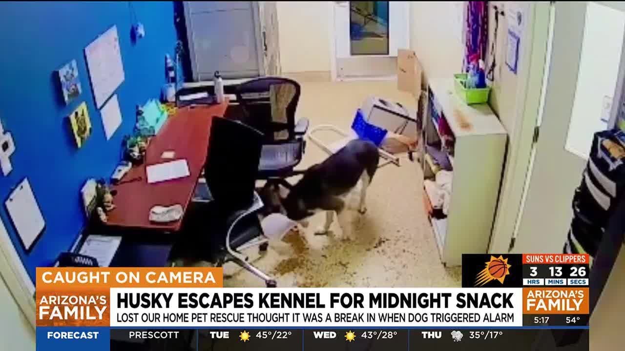 Husky escapes kennel, tries to let other dogs out at Tempe rescue - YouTube