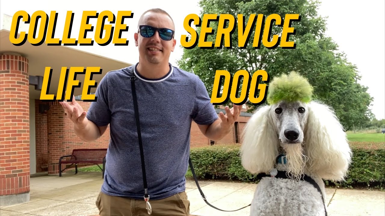 Full Time College Service Dog and Student - YouTube