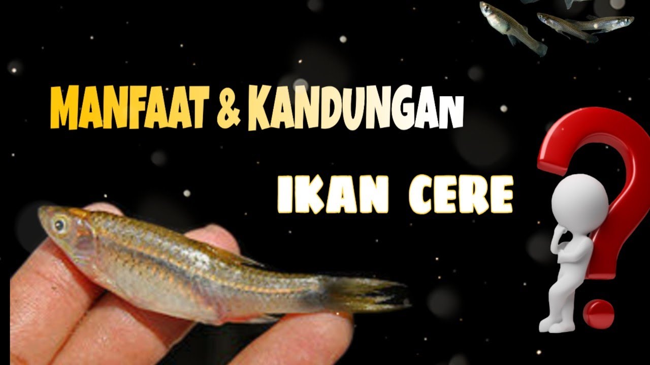 MANFAAT DAN KANDUNGAN IKAN CERE - YouTube