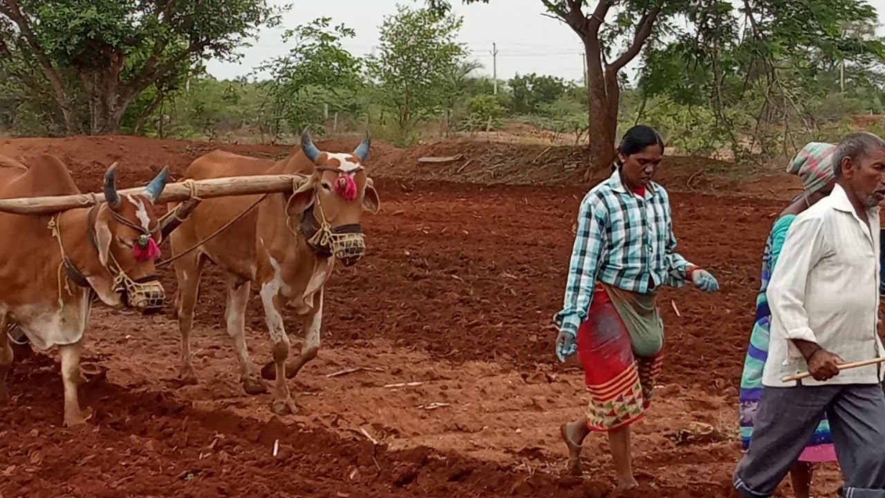 Best farming status - YouTube