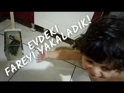 Evdeki Fareyi YAKALADIK ! | Ata ve Ada'nın FARE ye tepkisi Nasıldı | Fareyi Ne Yaptık | Köy Hayatı
