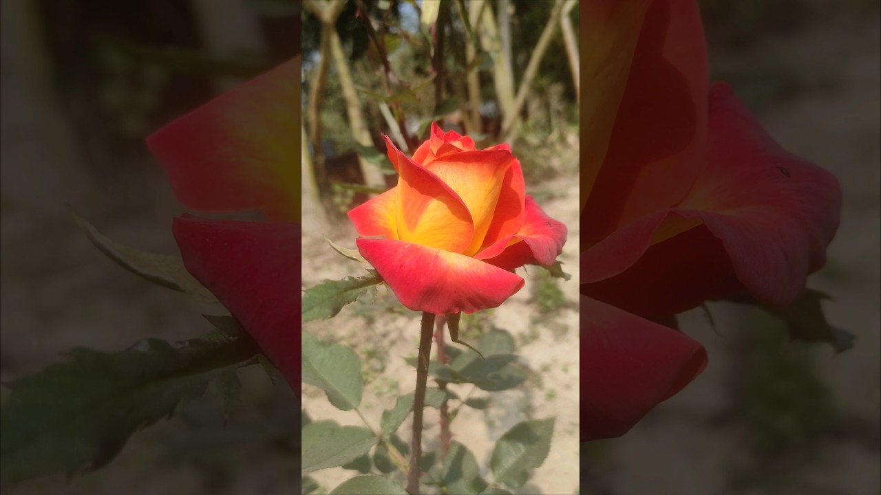 beautiful flowers roses @rose.valley #flowers #rose #gardening # ...