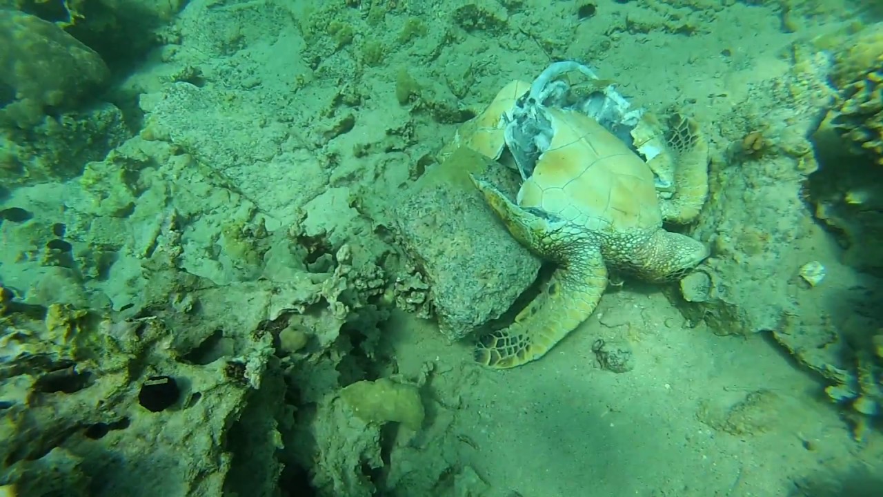 Sad find! Green Sea Turtle Cut to Pieces by Boat Prop... - YouTube