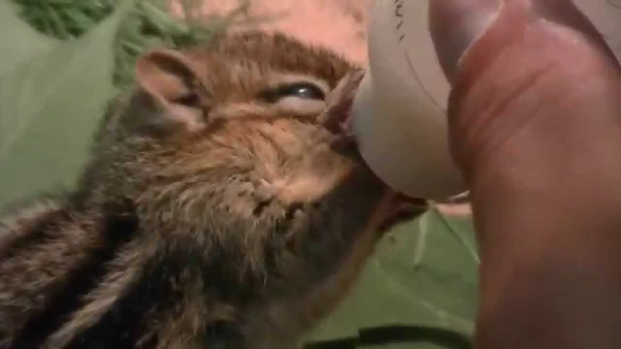 Nursing sick orphaned chipmunk, saved from death! - YouTube
