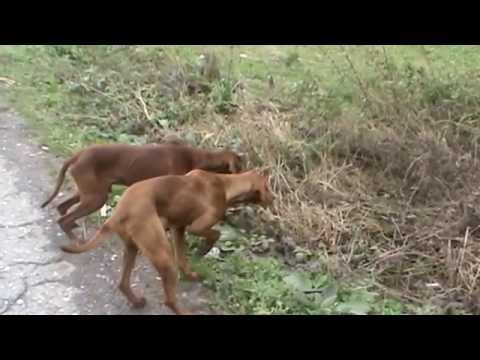 Madjarske vizle Ema i Floki