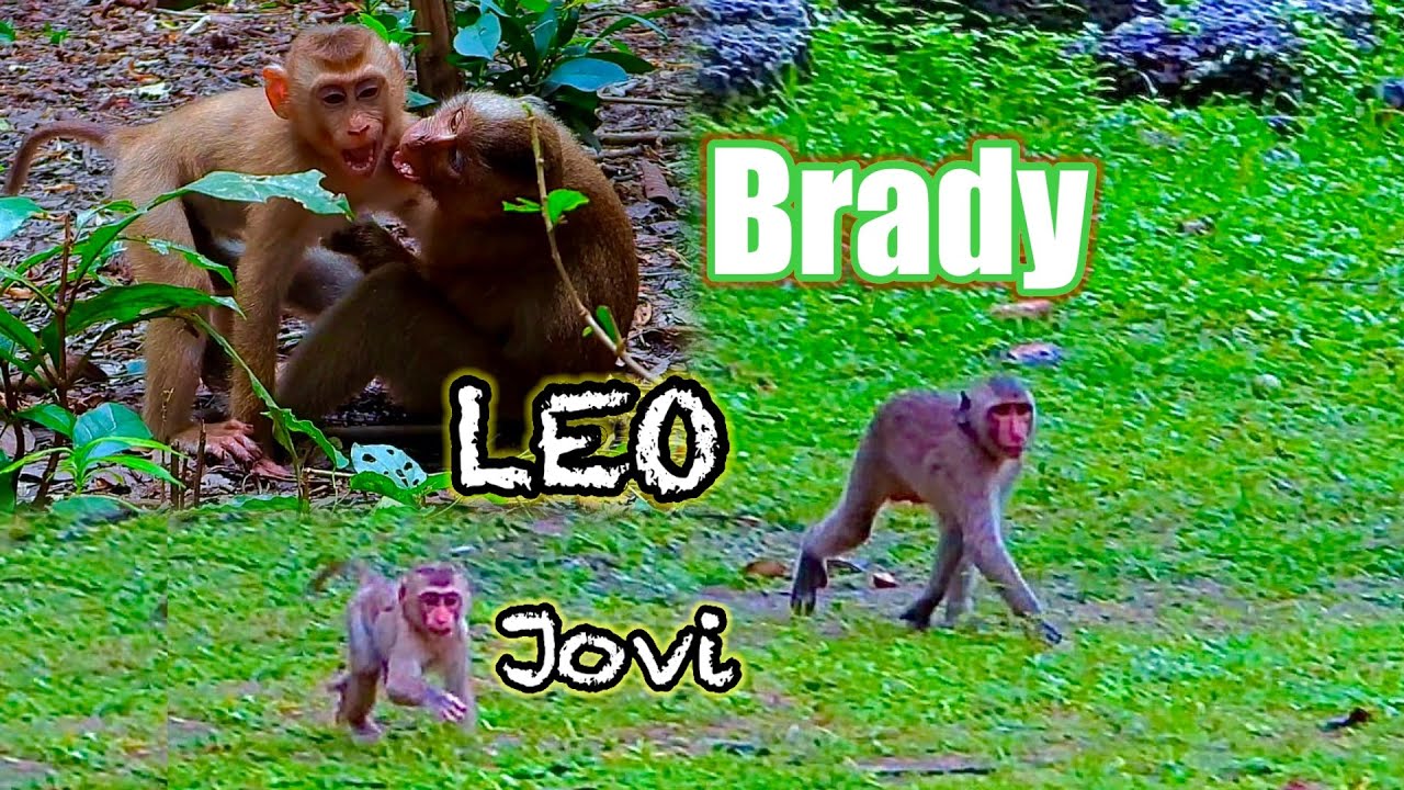 Adventure process LEO,Jovi and Brady … - YouTube