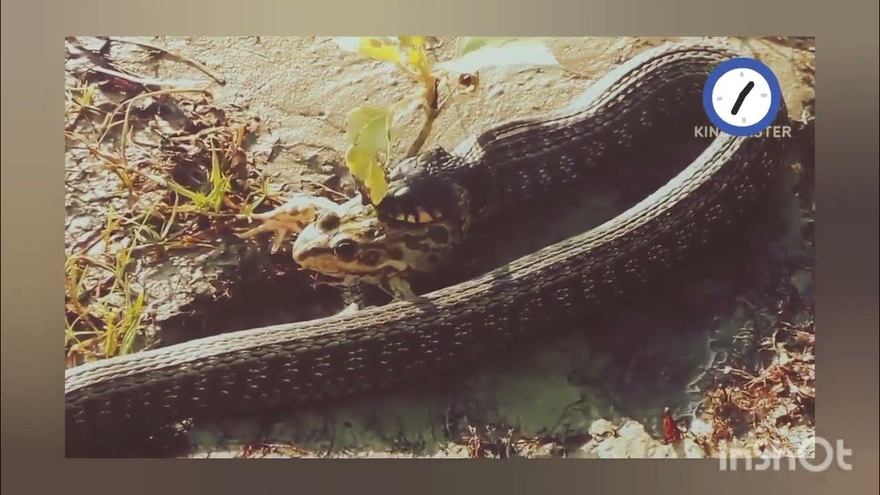 snake catching prey - YouTube