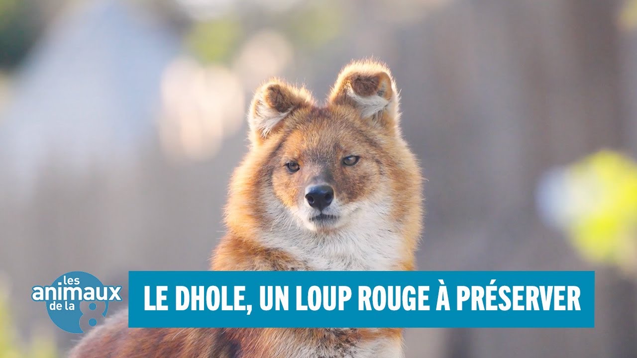 Le dhole, un loup rouge à préserver - Les Animaux de la 8 - YouTube