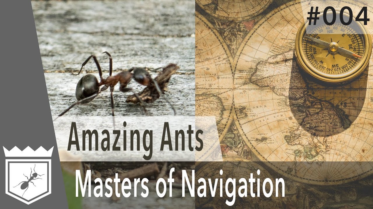 Ants are amazing Masters of Navigation - Ant Vlog #004 - YouTube