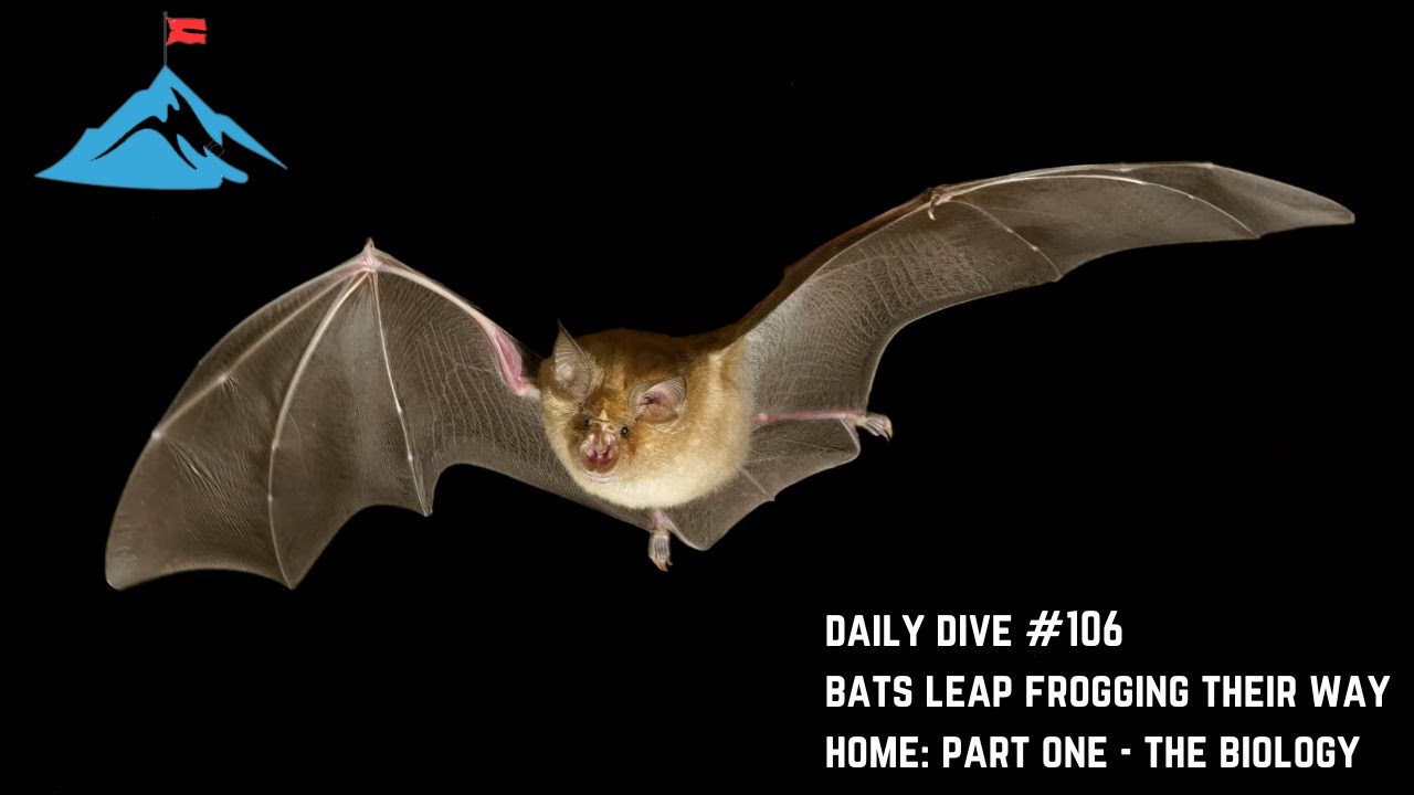 Daily Dive # 106 | Bats Leap Frogging Their Way Home: Part One - The ...