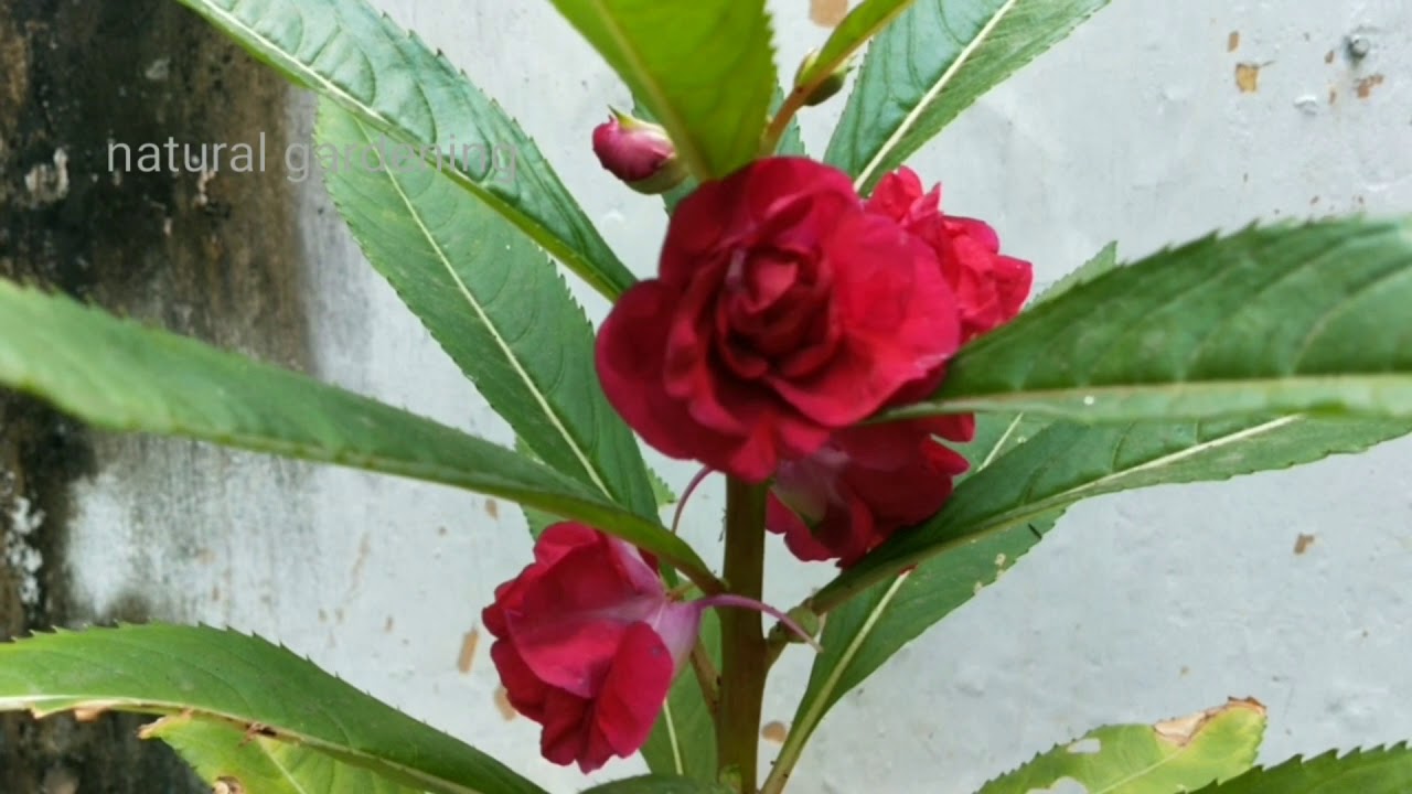 Rose balsam plant seeds and flowers collection - YouTube