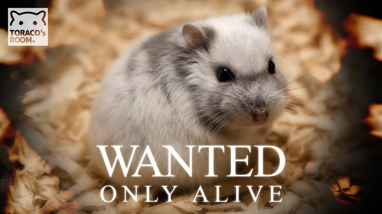 泥棒フェイスになったハムスターさん。【ジャンガリアンハムスター】/Hamster TAMACO that looks like a thief ...