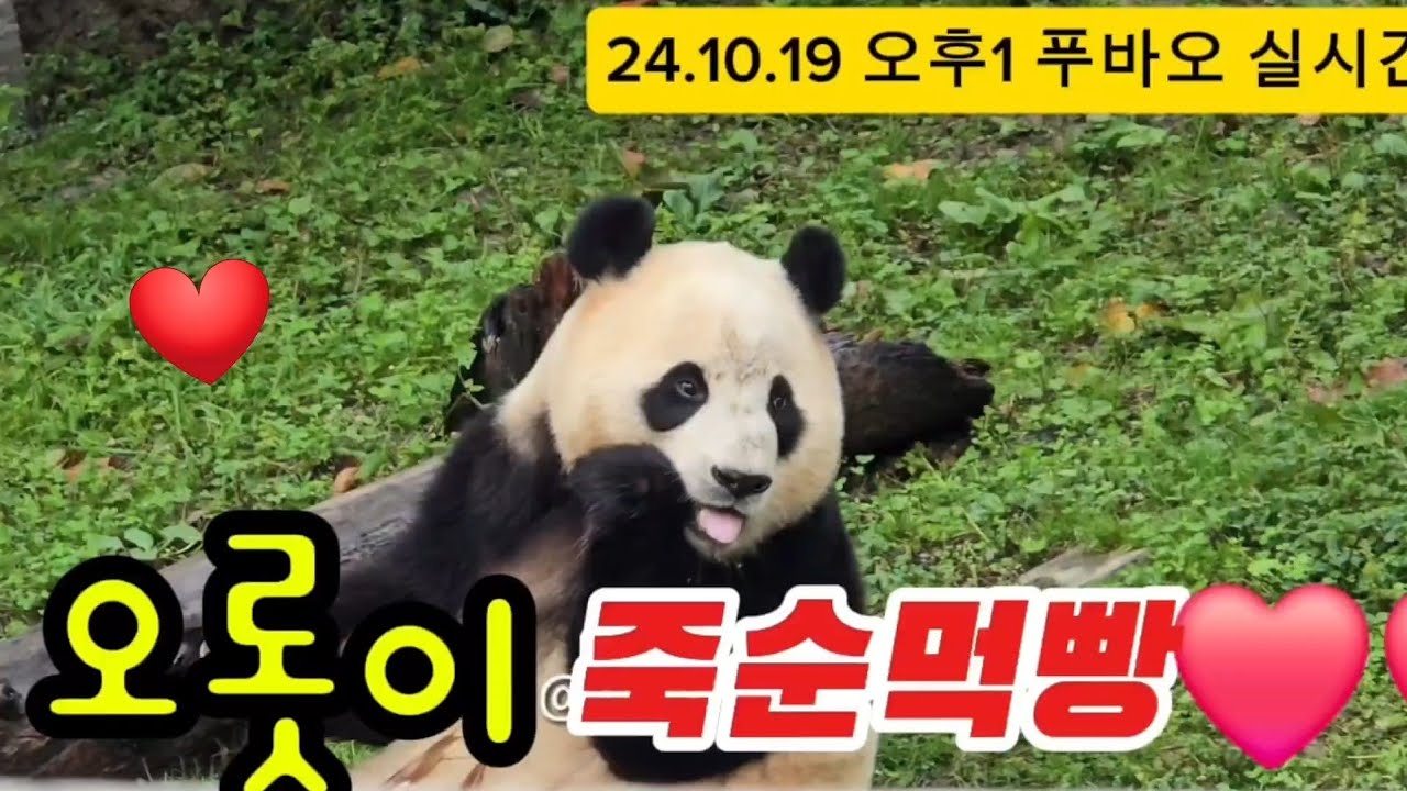 푸바오실시간 241019 오후1푸야는 죽순먹을때가 젤루 행복해요~이뿐건 같이보기요넘나 살앙해🌟🌟 ️ ️푸바오 판다 팬더 푸바오근황 푸질머리 루이바오