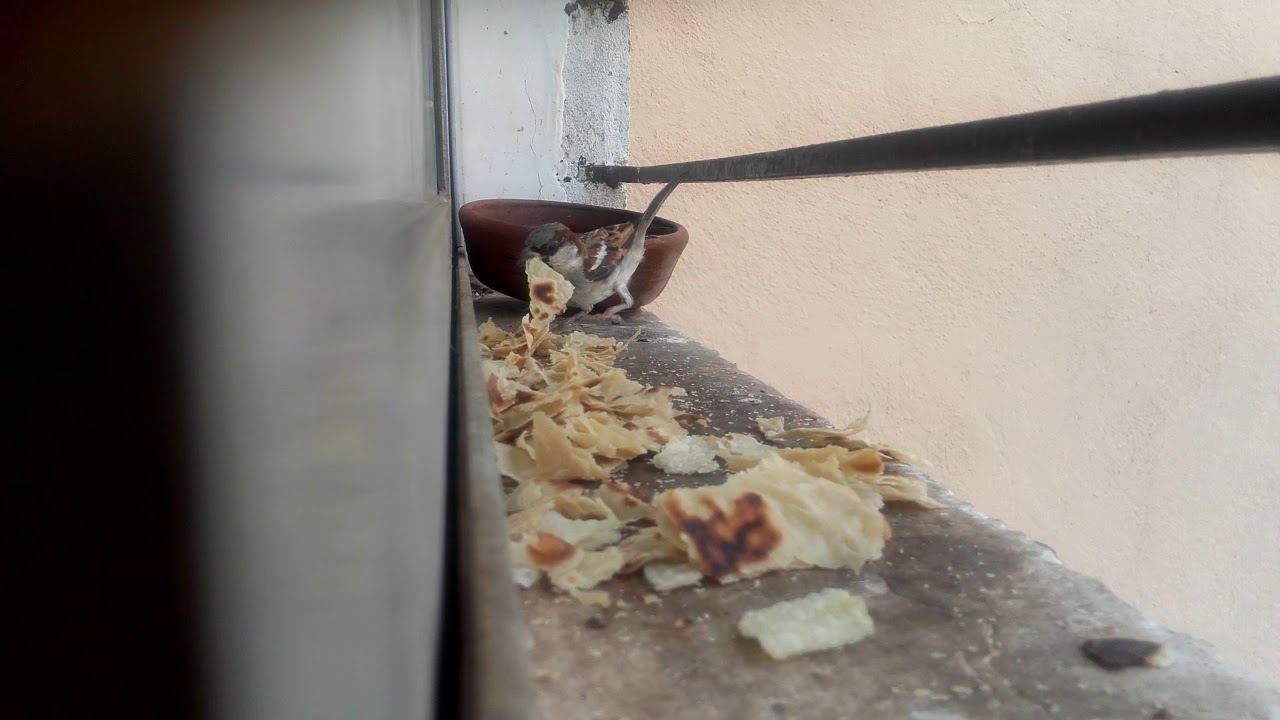 Save sparrow - YouTube