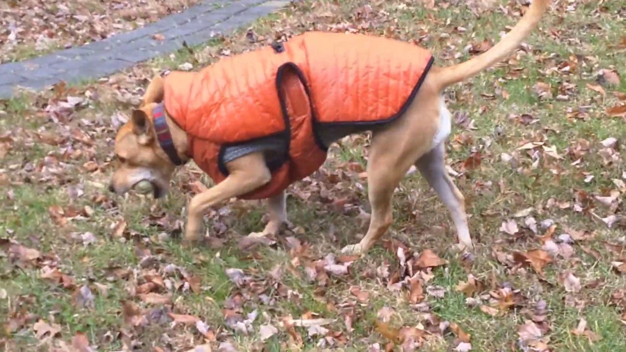 Windy Day Dog Walk, Carolina Dog and Friends - YouTube