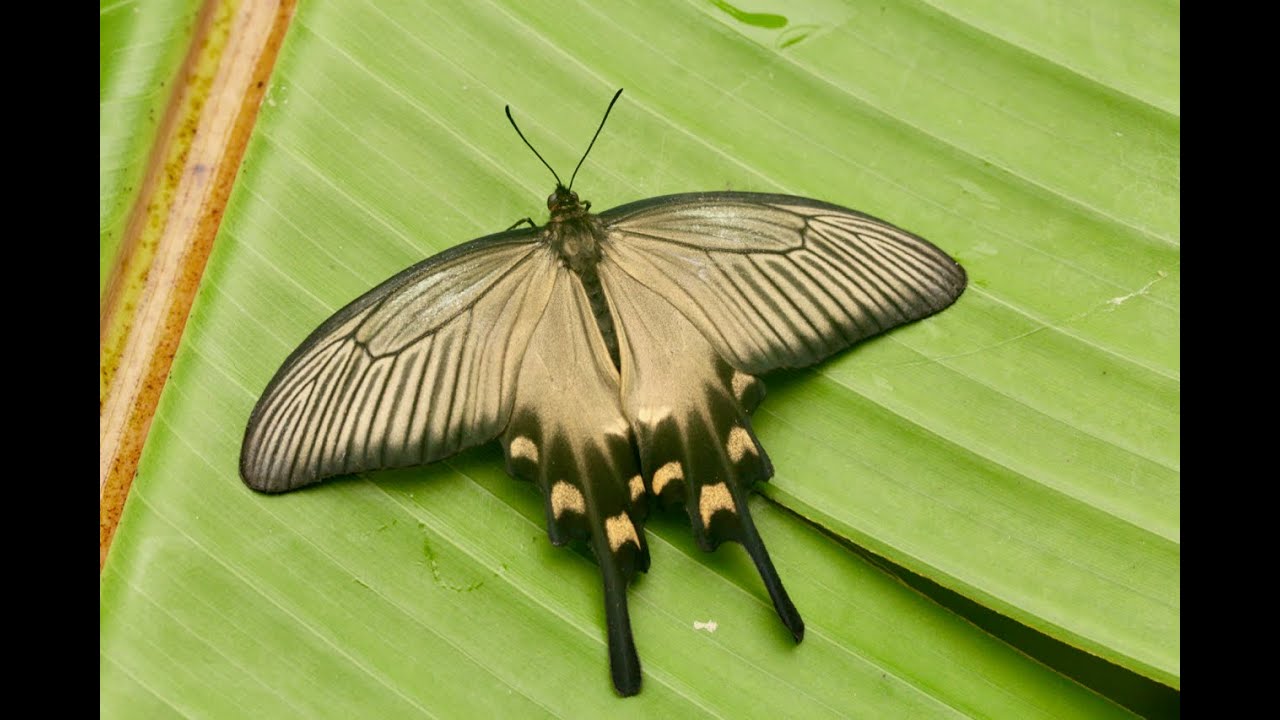The Chinese Windmill Swallowtail - YouTube