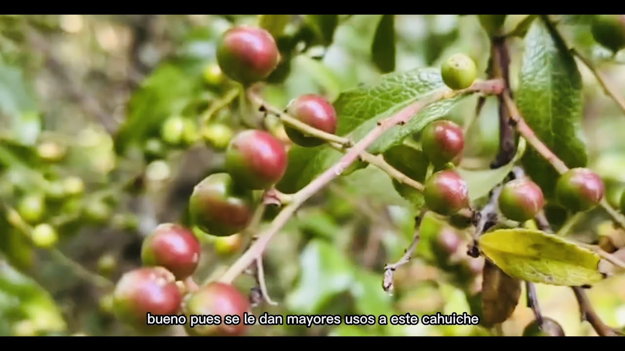 Cahuiche fruto silvestre de los bosques de Omitlán - YouTube